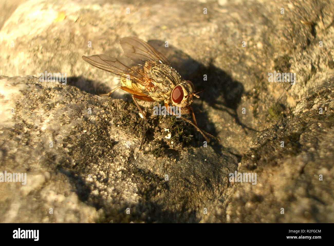 Sericite hi-res stock photography and images - Alamy