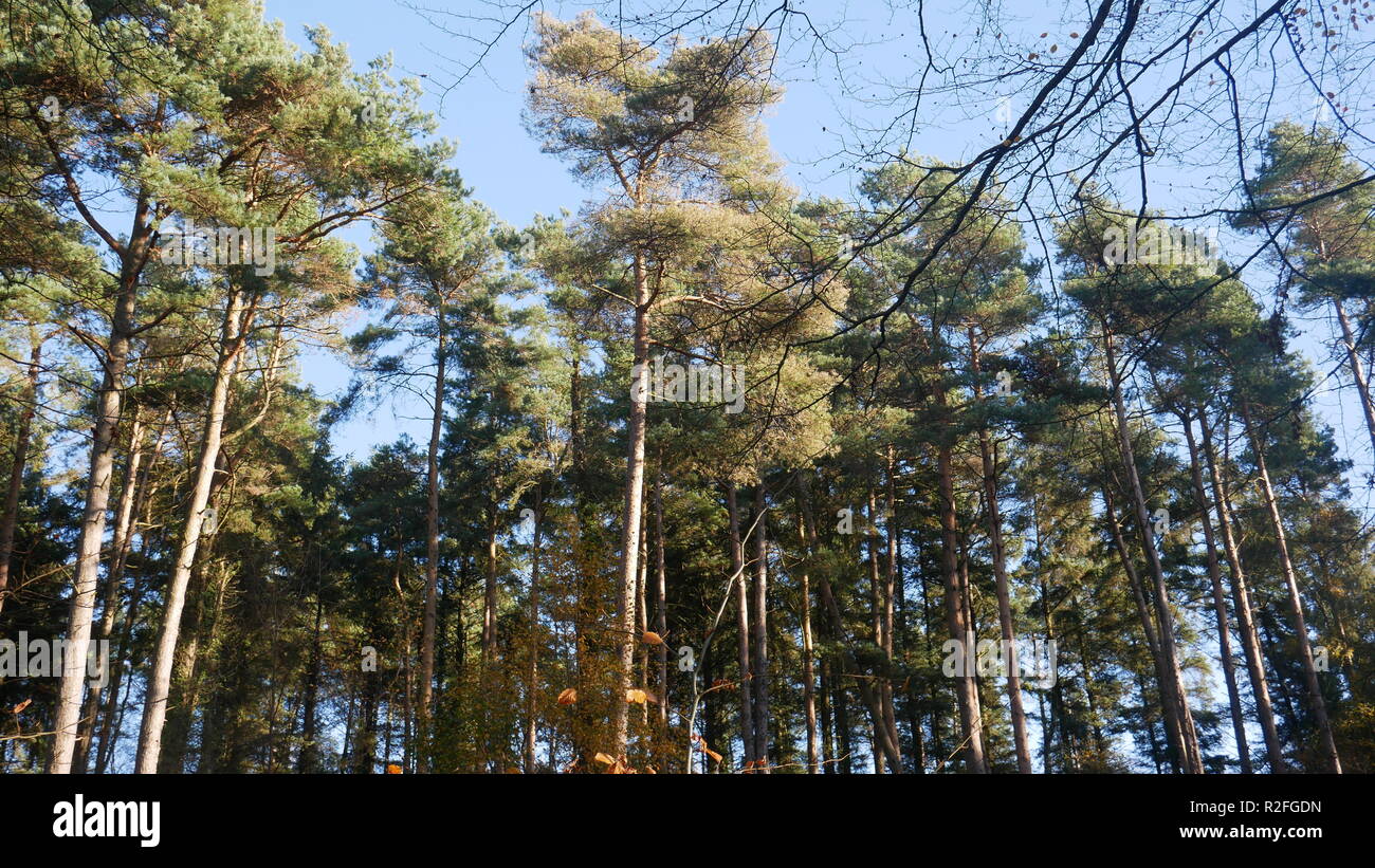 Canopy of tree tops hi-res stock photography and images - Alamy
