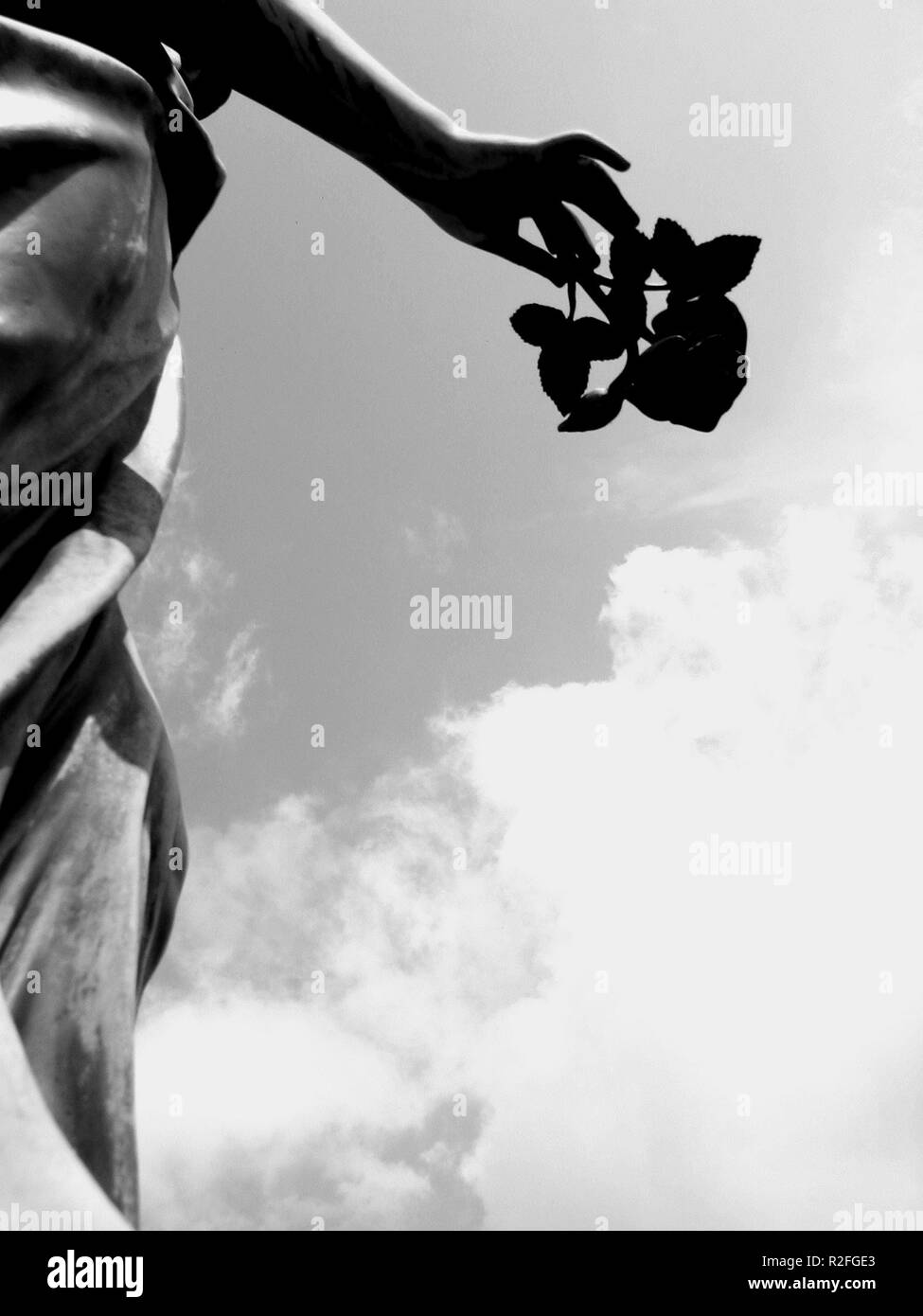 Angel rose Black and White Stock Photos & Images - Alamy