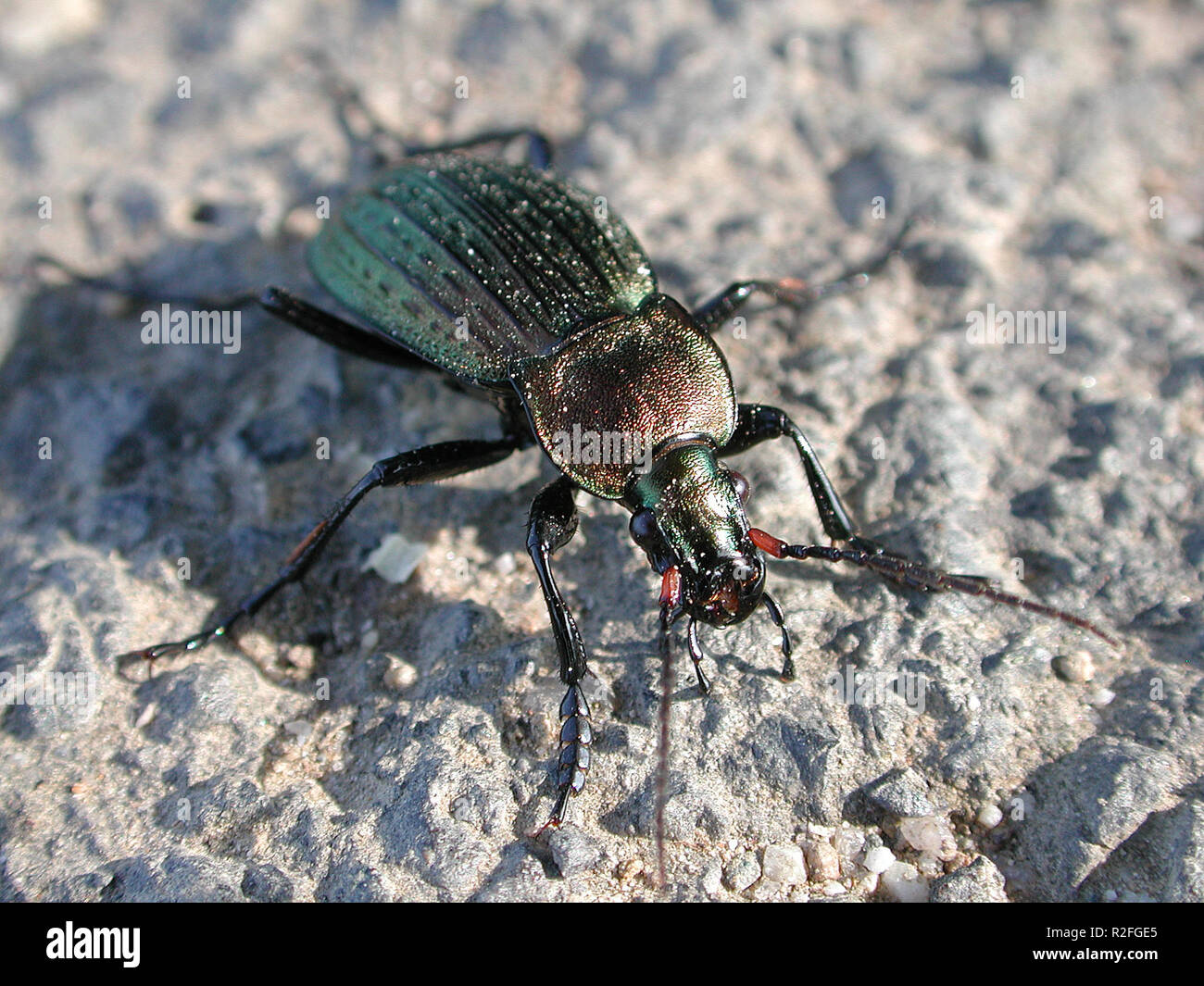 Claws insect animal beetle hi-res stock photography and images - Alamy