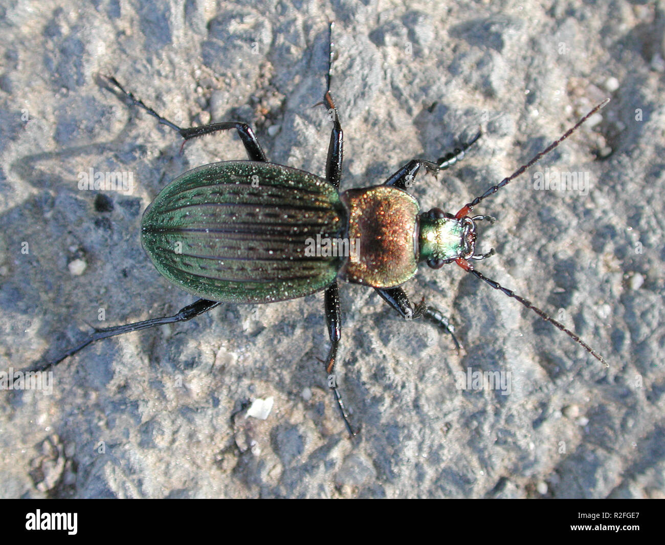 Claws insect animal beetle hi-res stock photography and images - Alamy