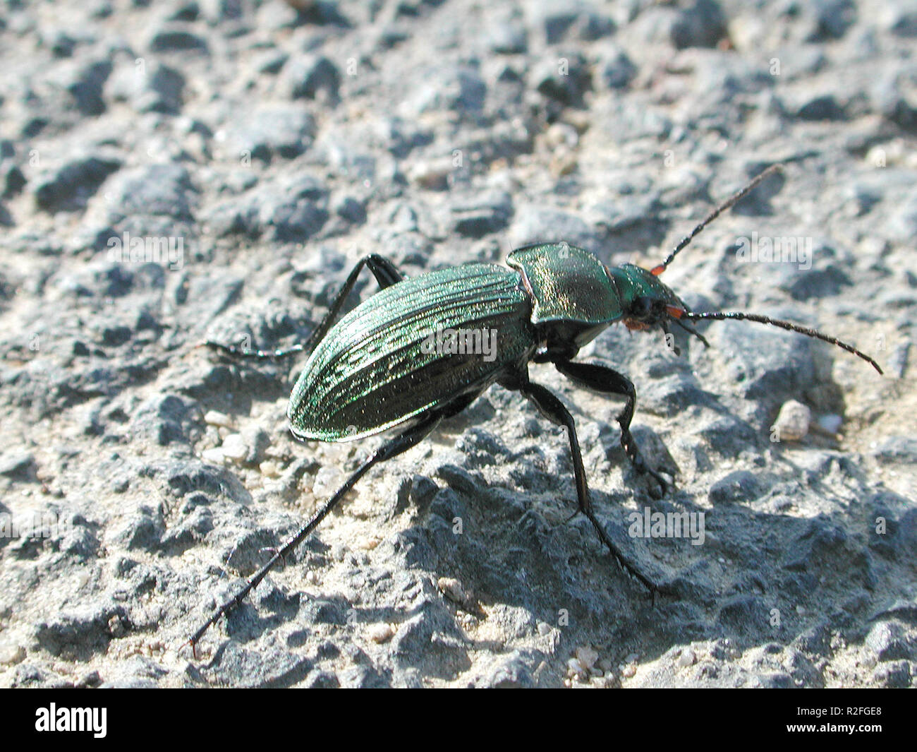 Claws insect animal beetle hi-res stock photography and images - Alamy