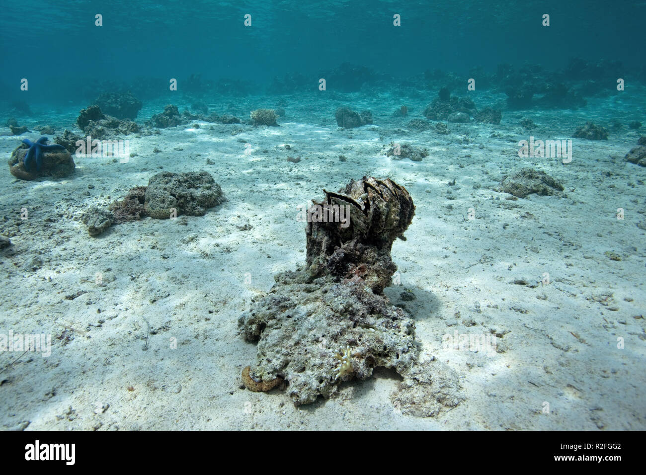 Tonga fish hi-res stock photography and images - Alamy