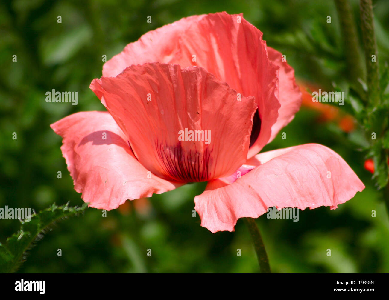 Giant Poppy High Resolution Stock Photography and Images - Alamy
