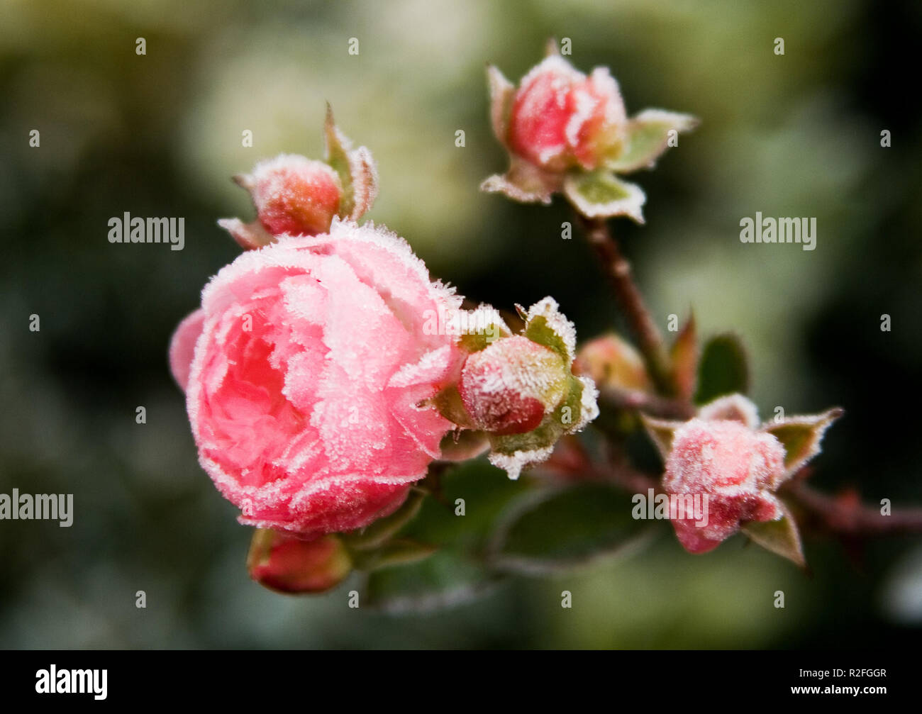 Crusty snow hi-res stock photography and images - Alamy