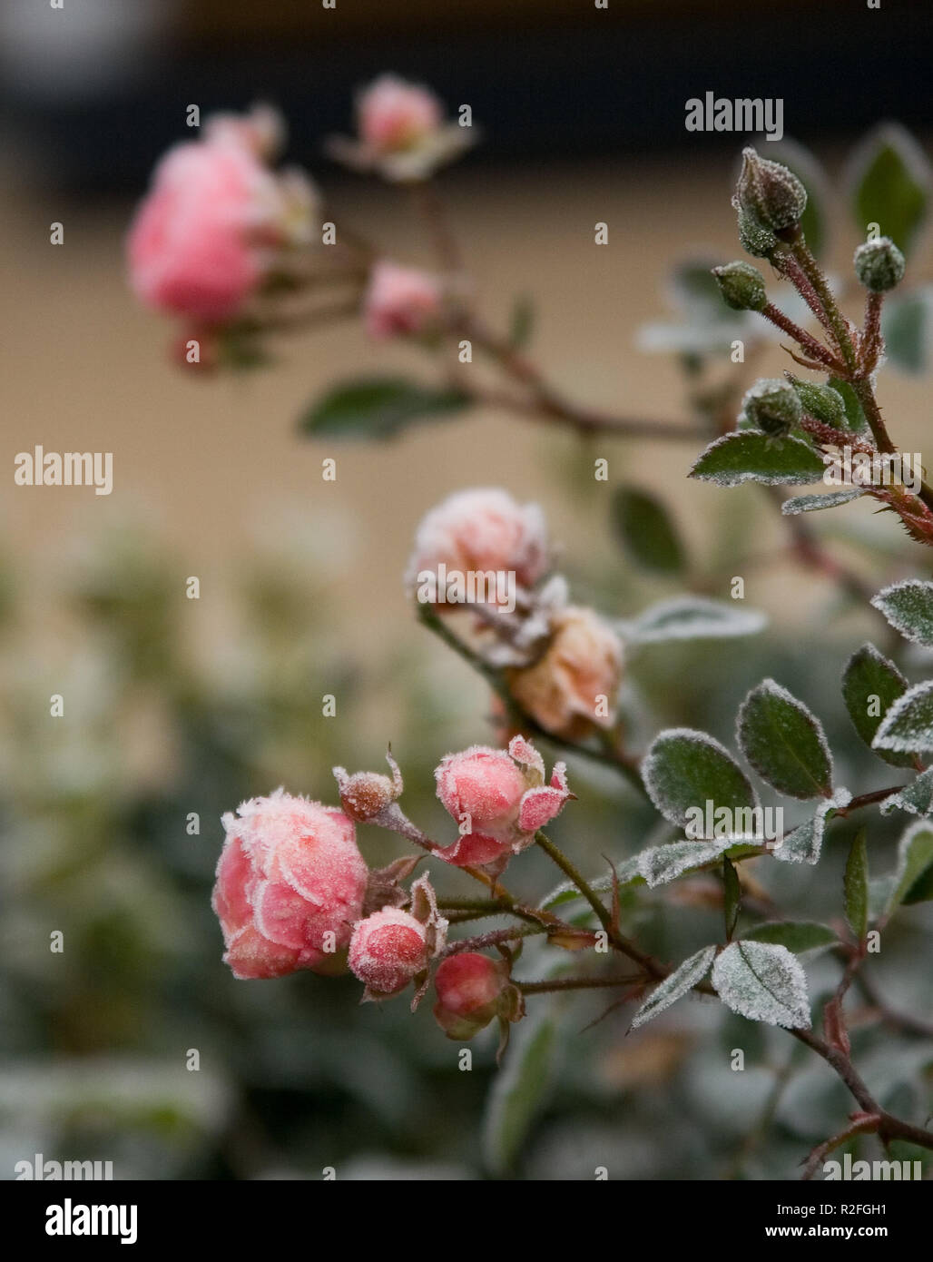 Crusty snow hi-res stock photography and images - Alamy