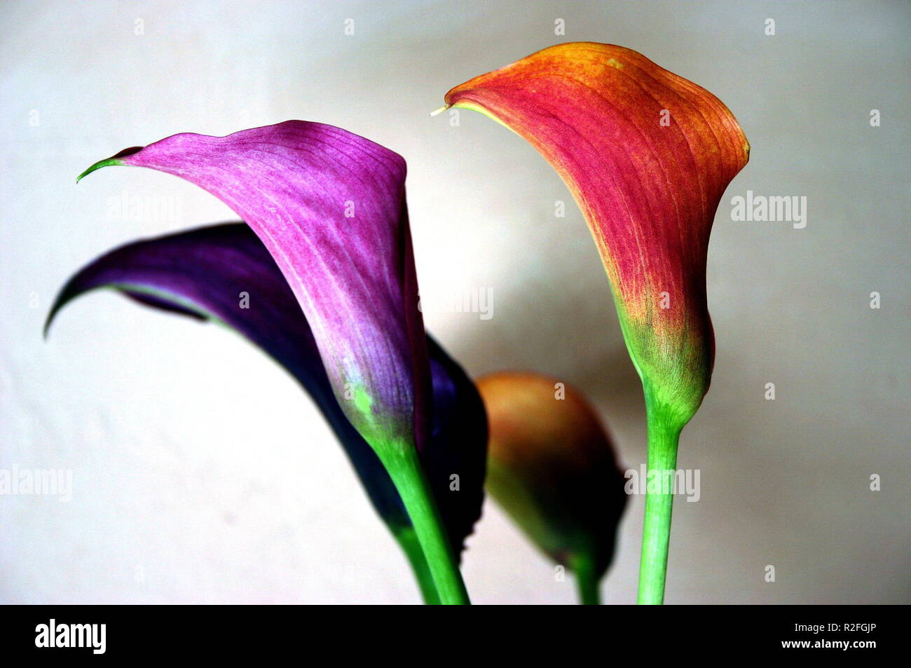 Callas bouquet hi-res stock photography and images - Alamy