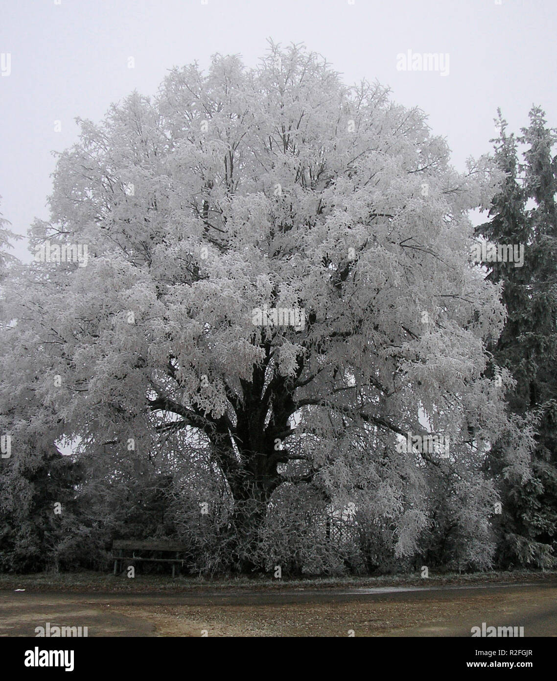 powdered sugar tree Stock Photo - Alamy