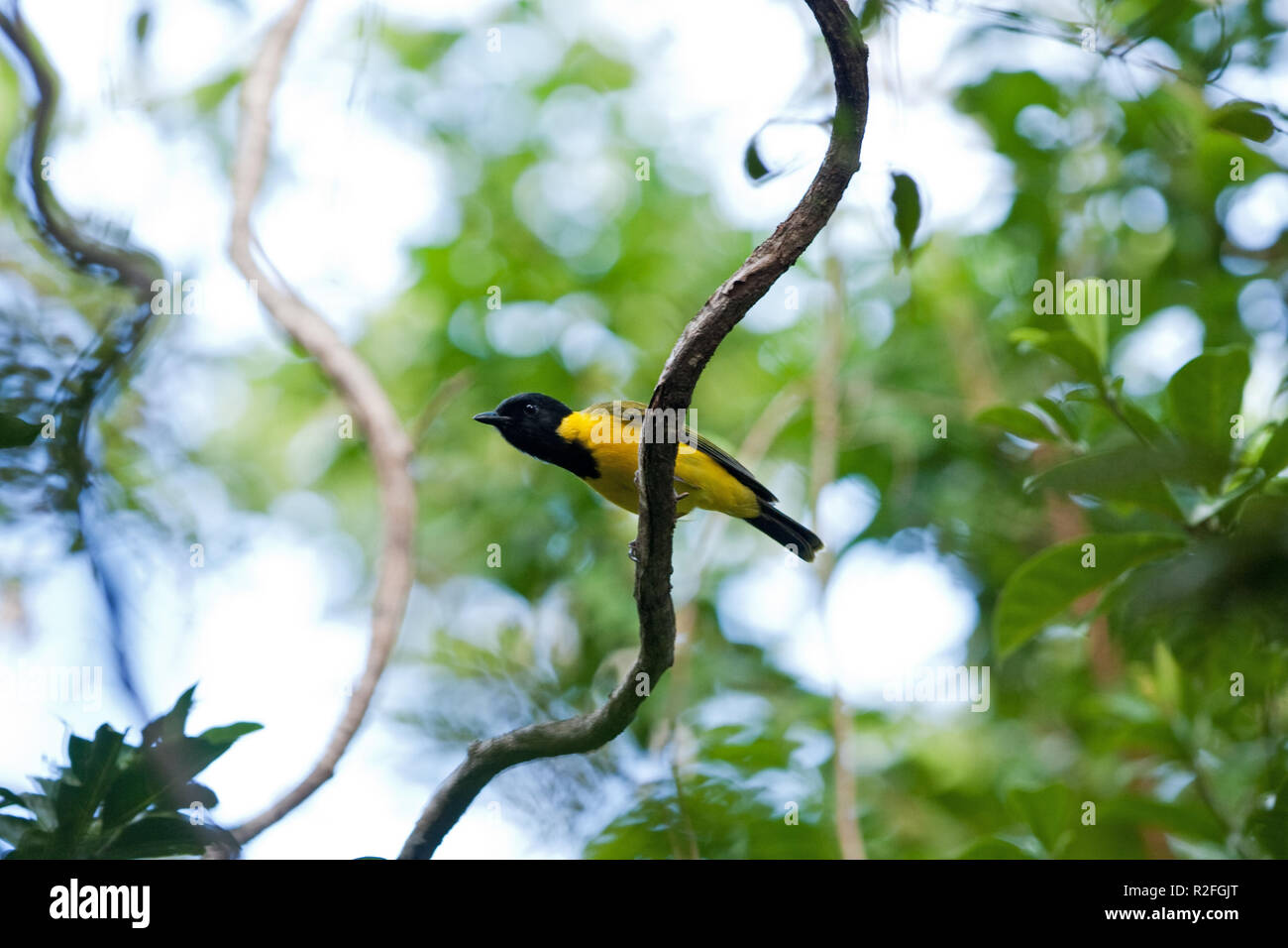 Tongan whistler, pachycephala jacquinoti, Vava'u, Tonga Stock Photo - Alamy
