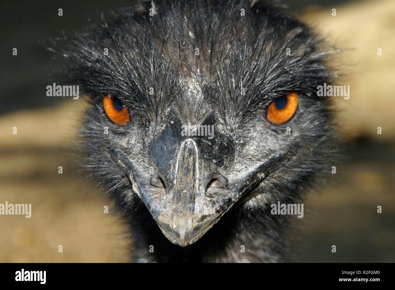 Emu beaks hi-res stock photography and images - Alamy