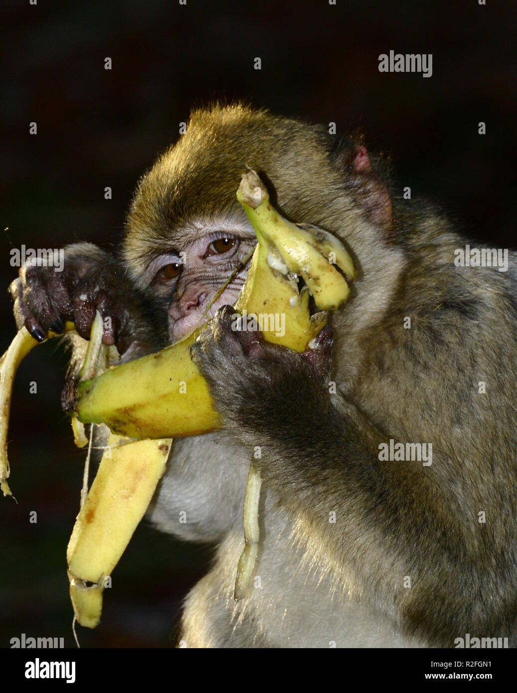 a beautiful monkey steak Stock Photo - Alamy