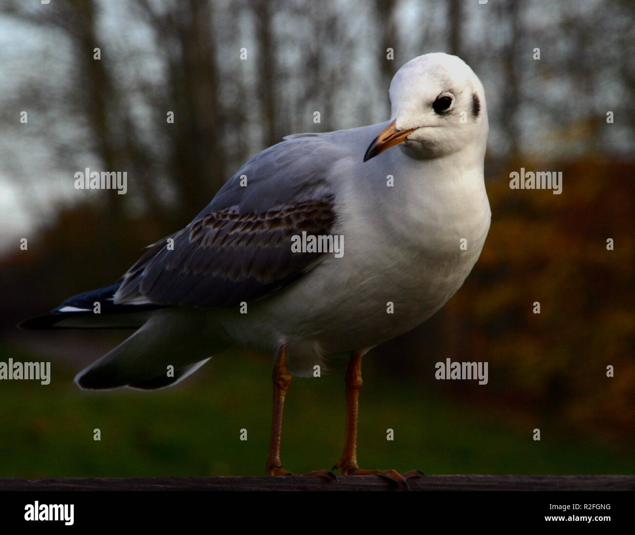 gull quite big Stock Photo - Alamy