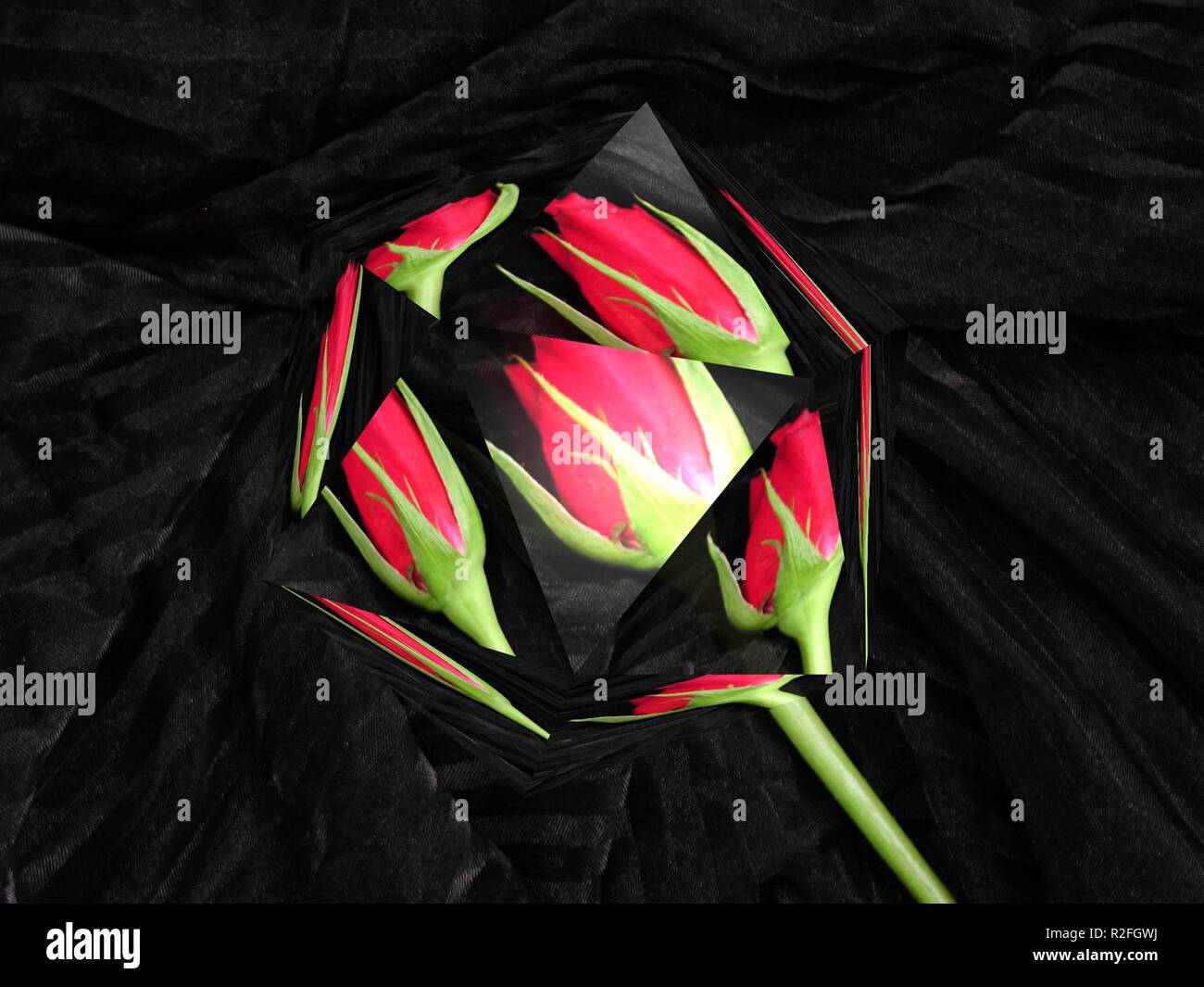 the rose with many heads Stock Photo - Alamy