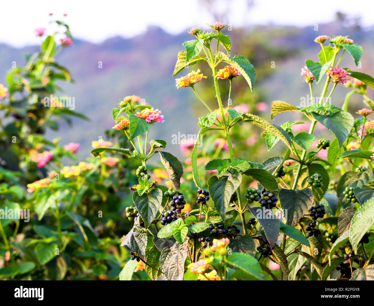 Naturally grown plants of flower in a garden Stock Photo - Alamy