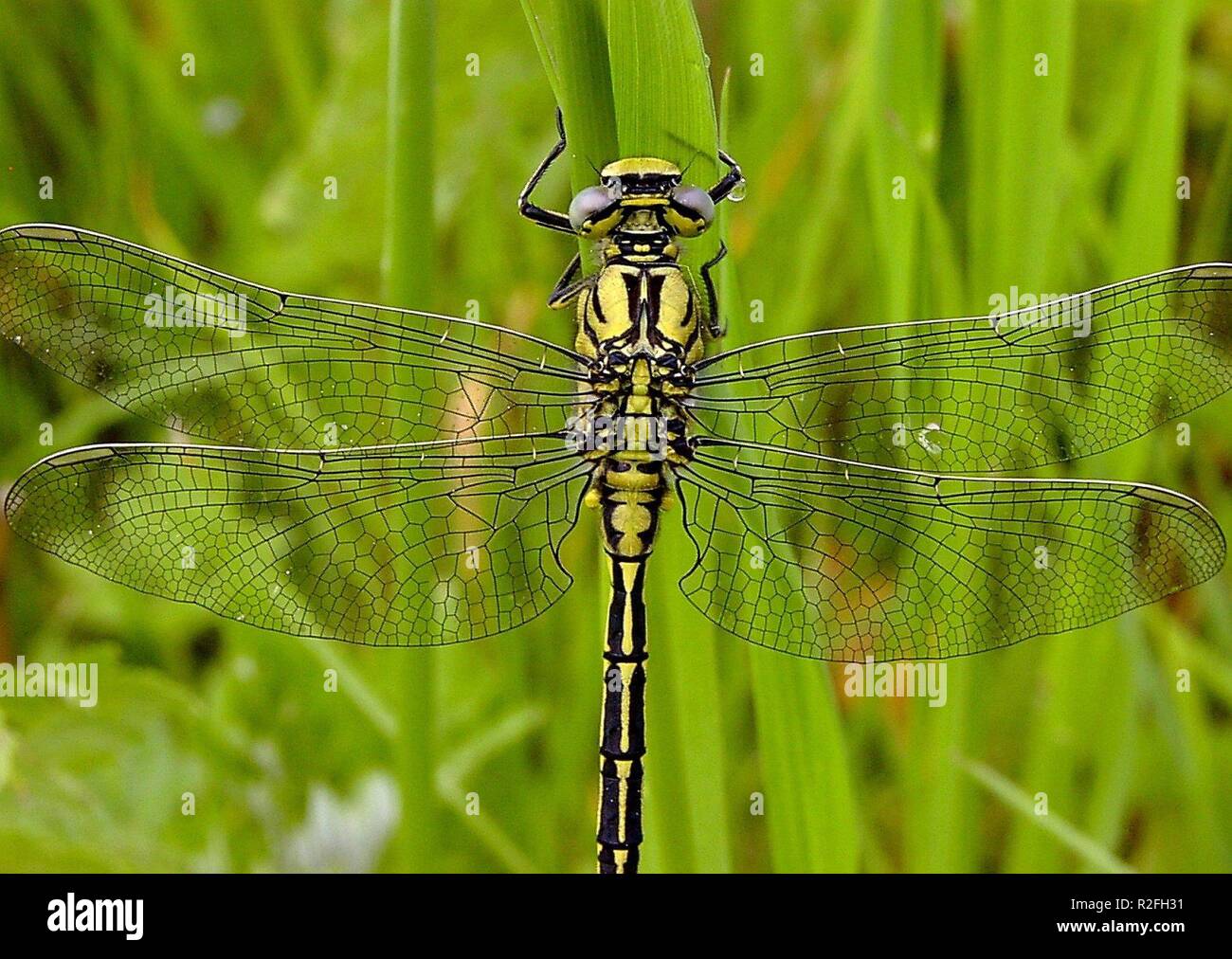 Green clubtail hi-res stock photography and images - Alamy