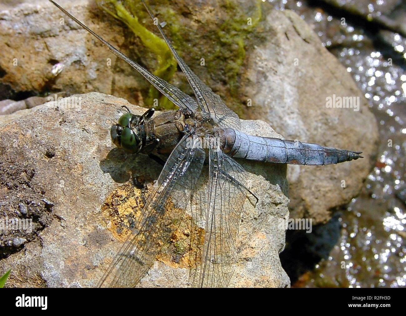 Banner tailed hi-res stock photography and images - Alamy