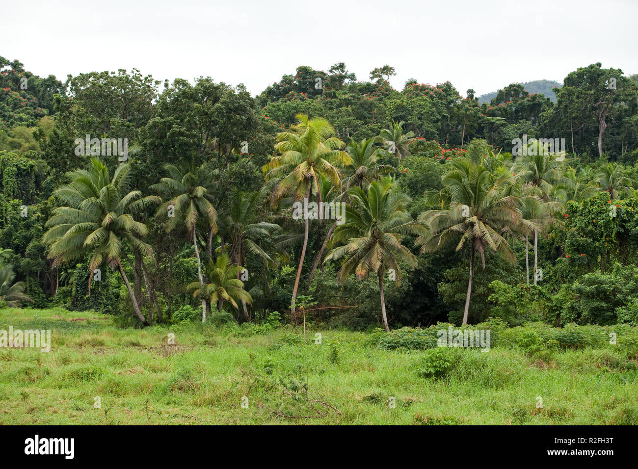 Nature landscape, Fiji Stock Photo - Alamy