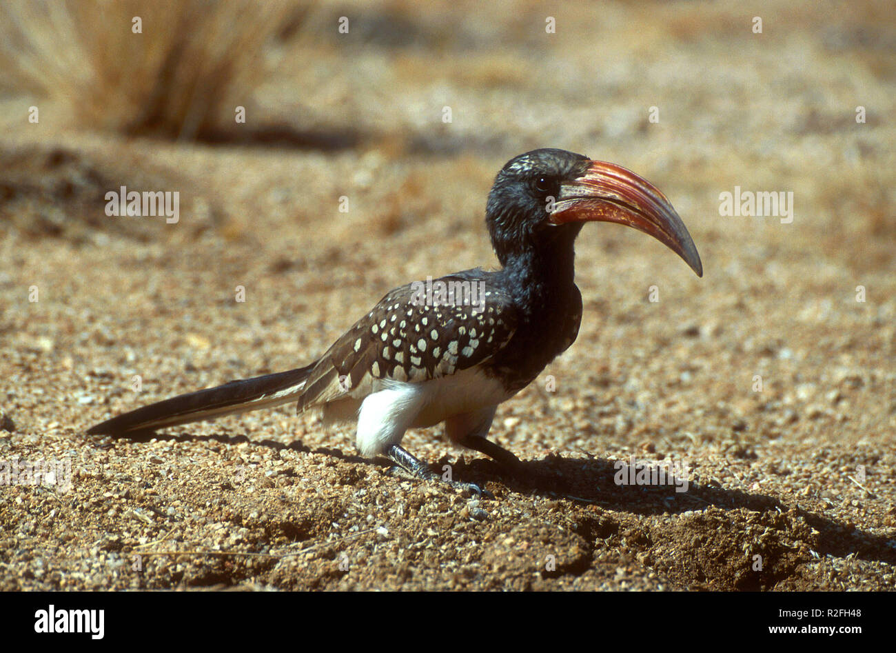 Toko toko hi-res stock photography and images - Alamy