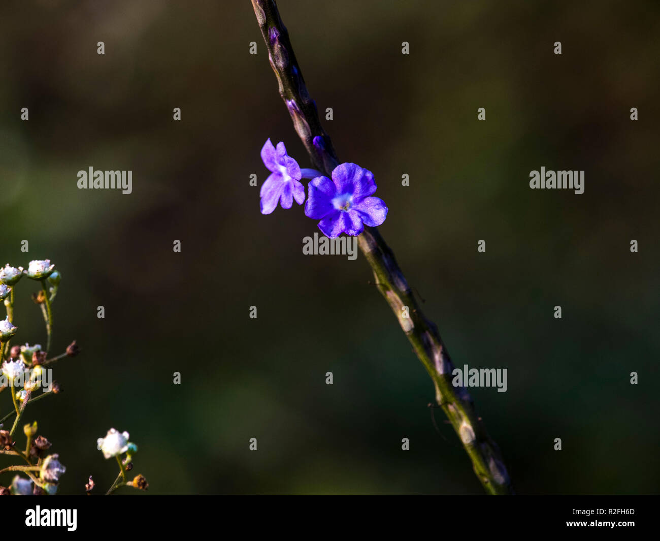 Tiny flowers with leaves hi-res stock photography and images - Alamy