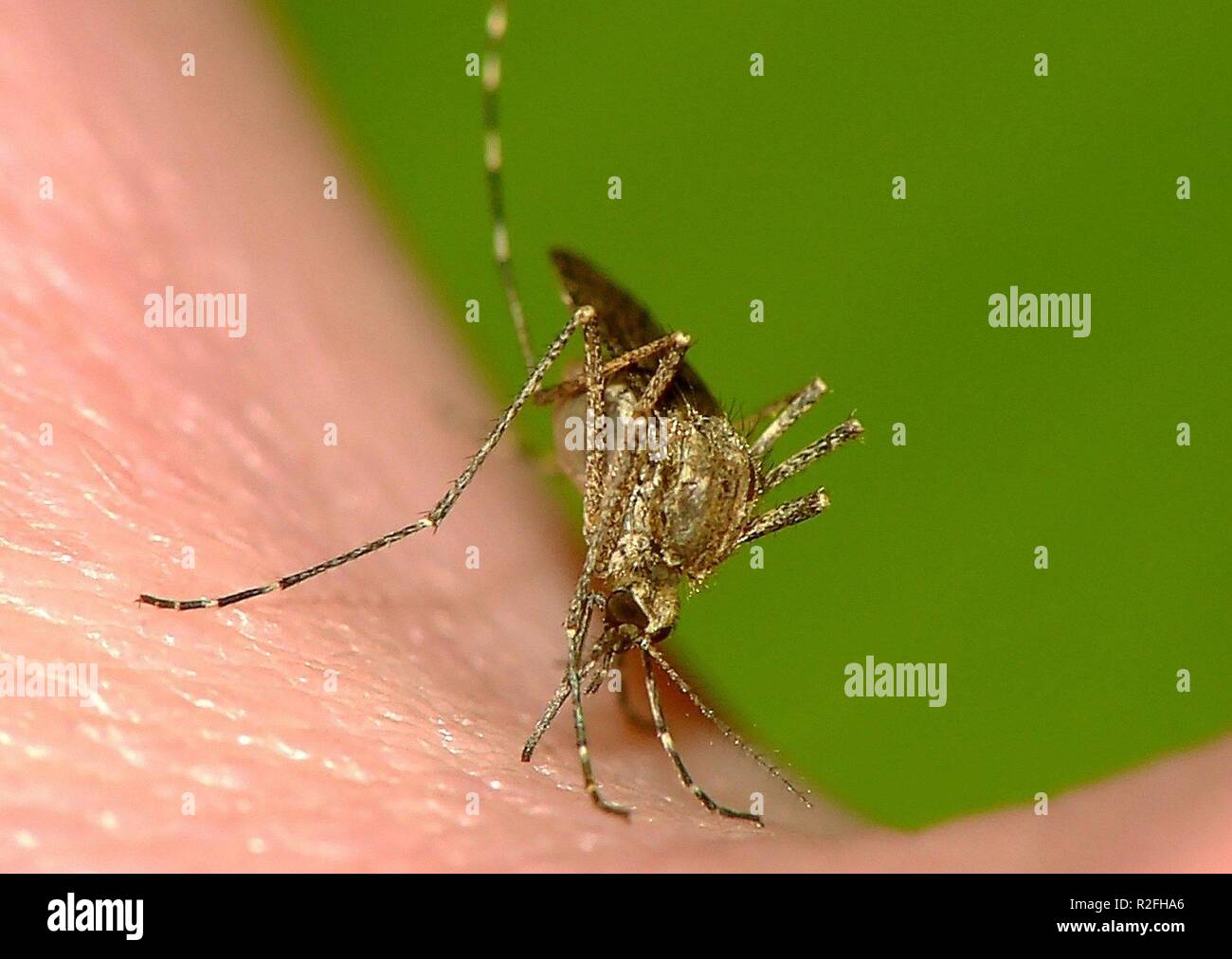 Gnat bite hi-res stock photography and images - Alamy