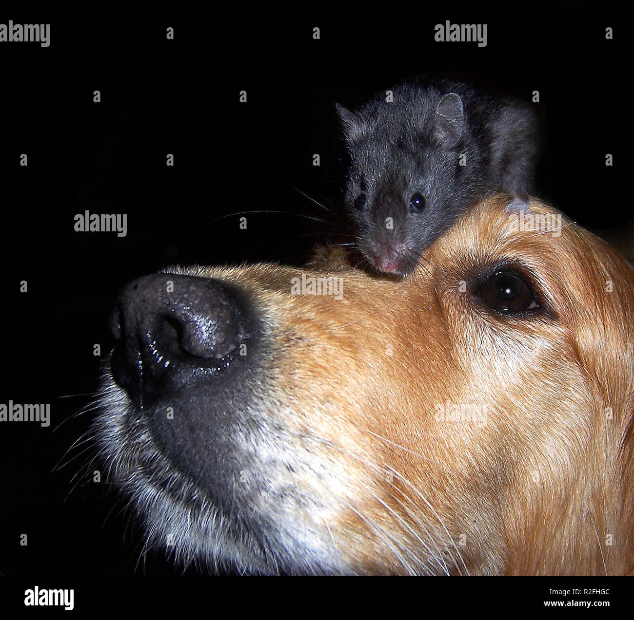 Bold animals hi-res stock photography and images - Alamy