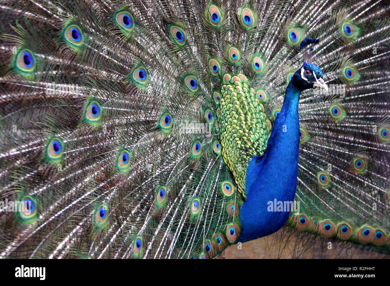 blue peacock 2 Stock Photo - Alamy