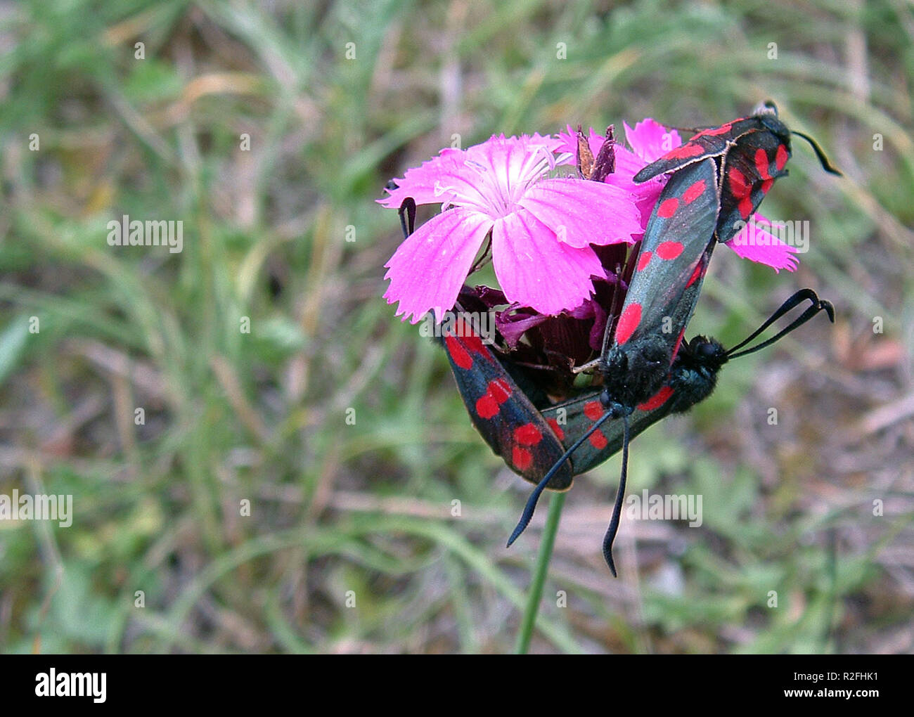 many small burnet Stock Photo - Alamy