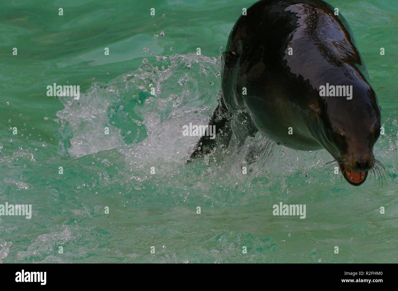 seerobbe caught in the jump Stock Photo - Alamy