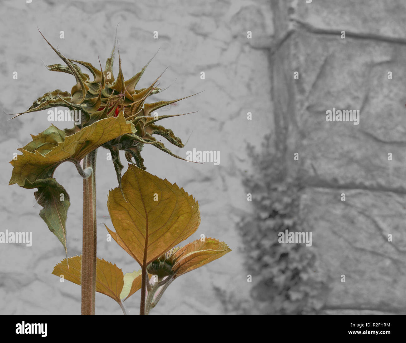 Decayed sunflower hi-res stock photography and images - Alamy