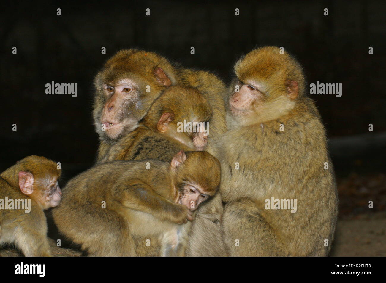the whole monkey gang Stock Photo - Alamy