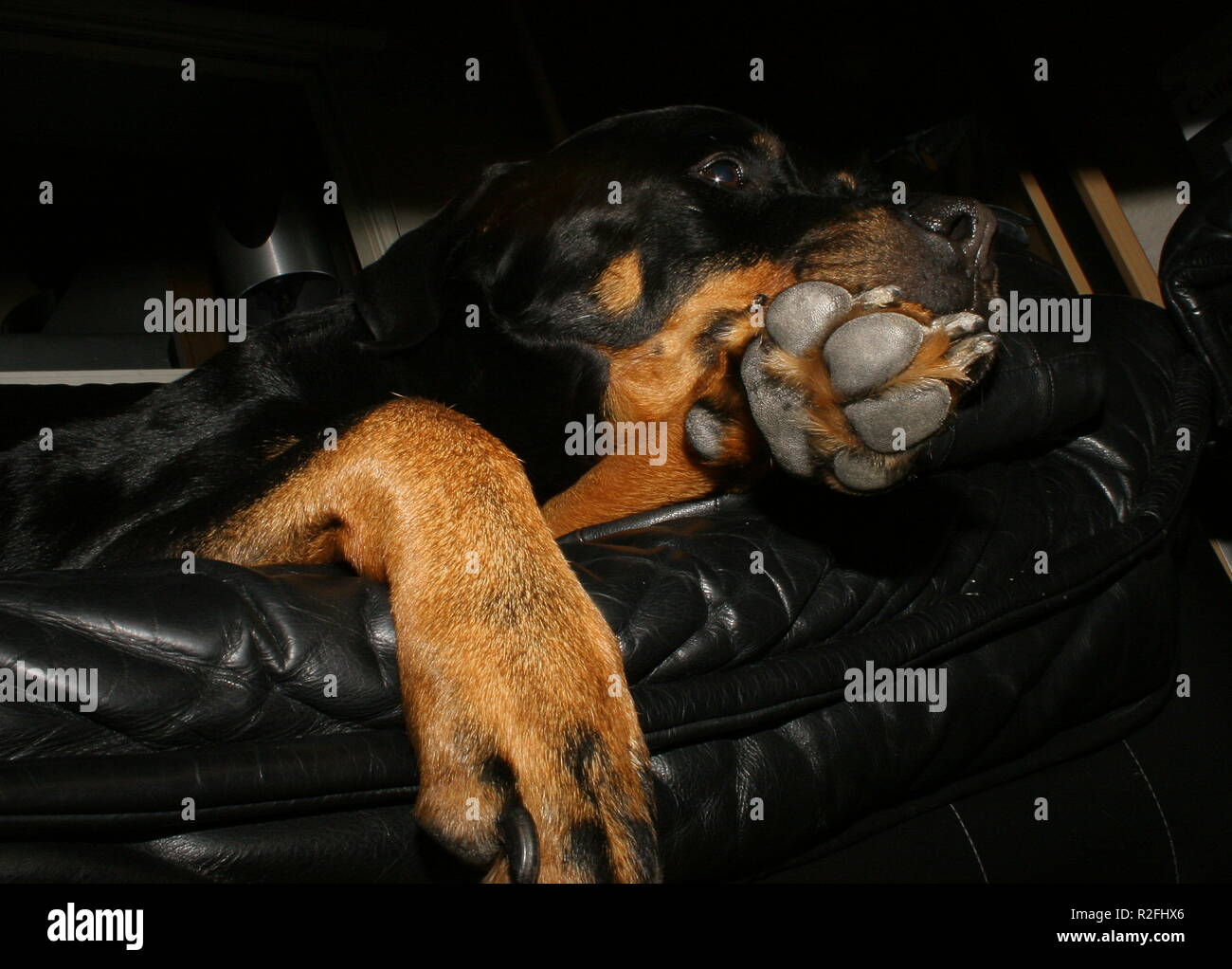my rottweiler lady jule Stock Photo - Alamy