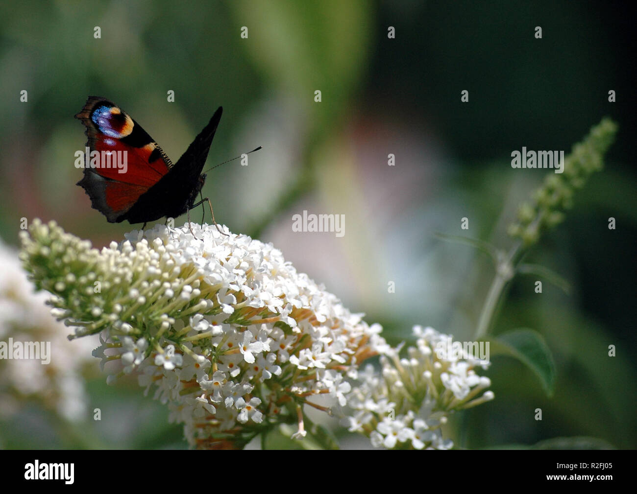 Memory moth hi-res stock photography and images - Alamy