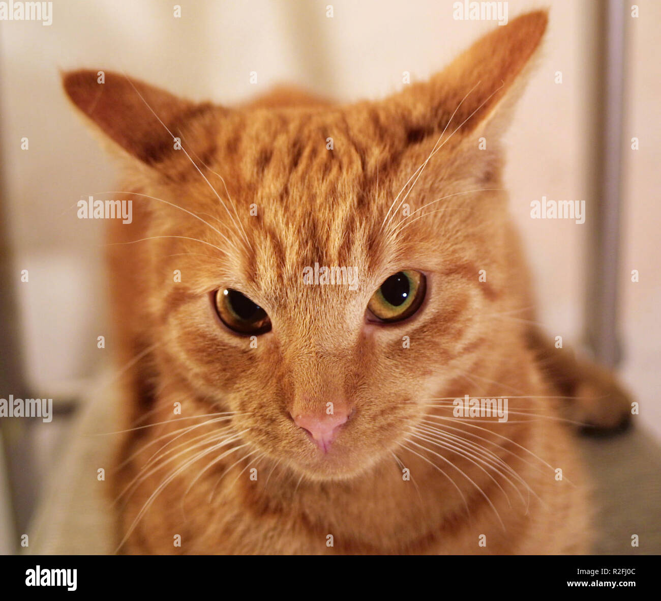 Angry cat claws hi-res stock photography and images - Alamy
