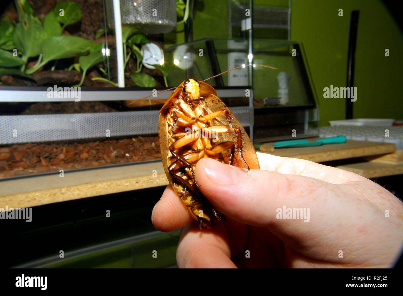 Cockroach underside hi-res stock photography and images - Alamy