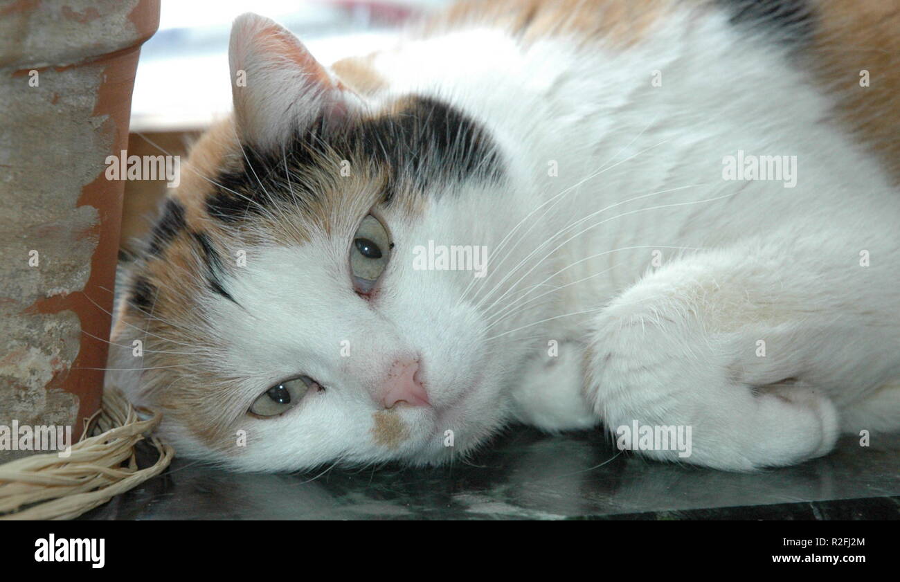 Am fine hi-res stock photography and images - Alamy