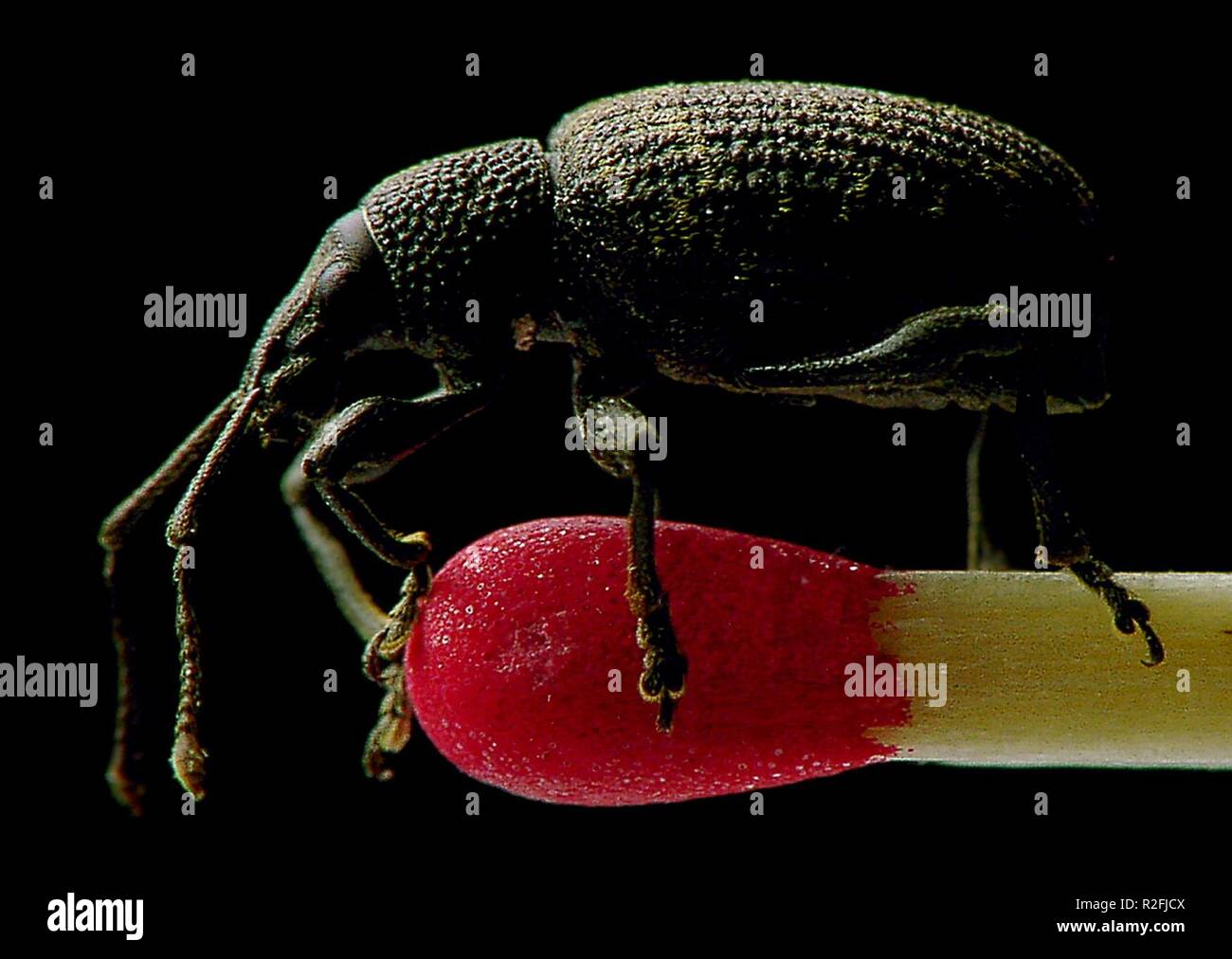 Close up view of weevil beetle hi-res stock photography and images - Alamy