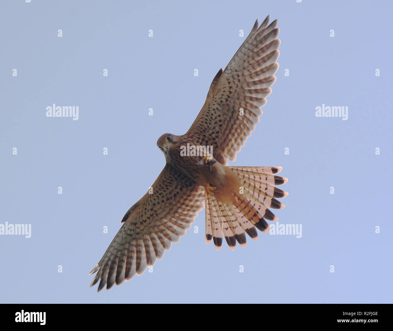 hawk with catch-wildlife Stock Photo - Alamy