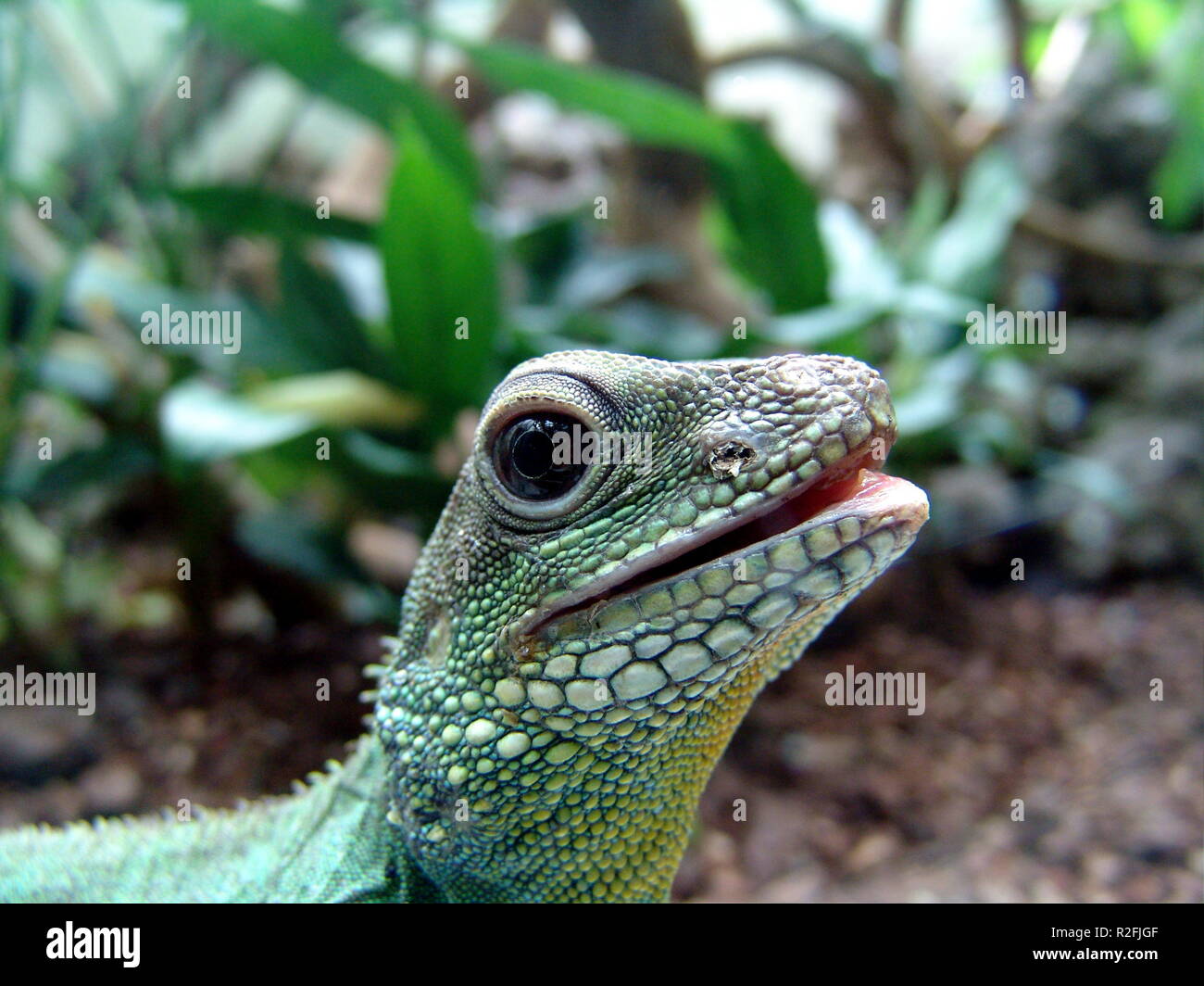 Exe head hi-res stock photography and images - Alamy