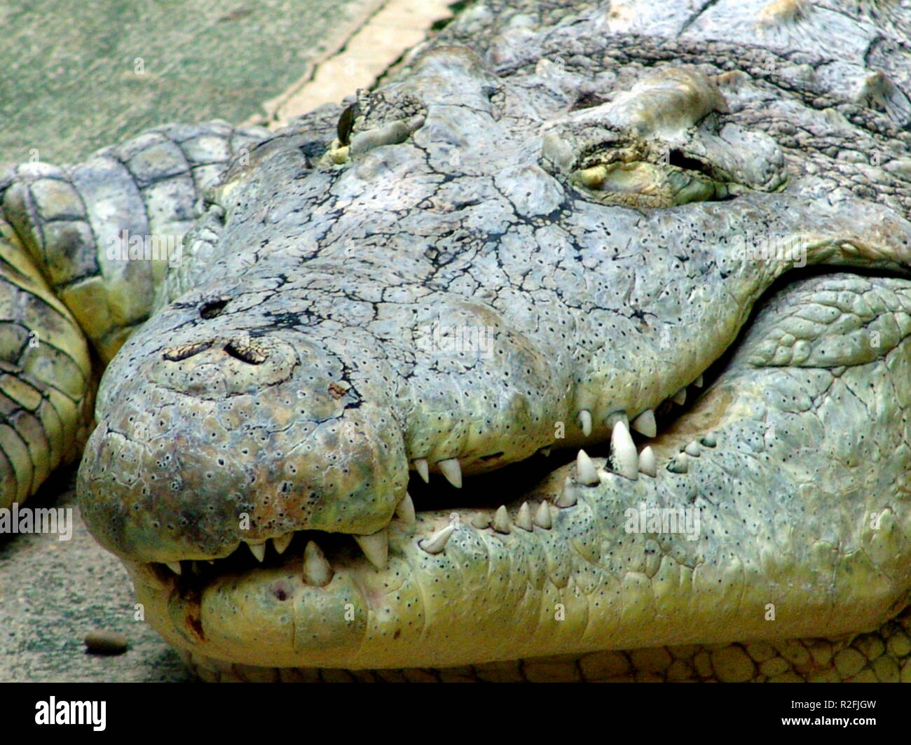 stately crocodile or even an origator Stock Photo - Alamy