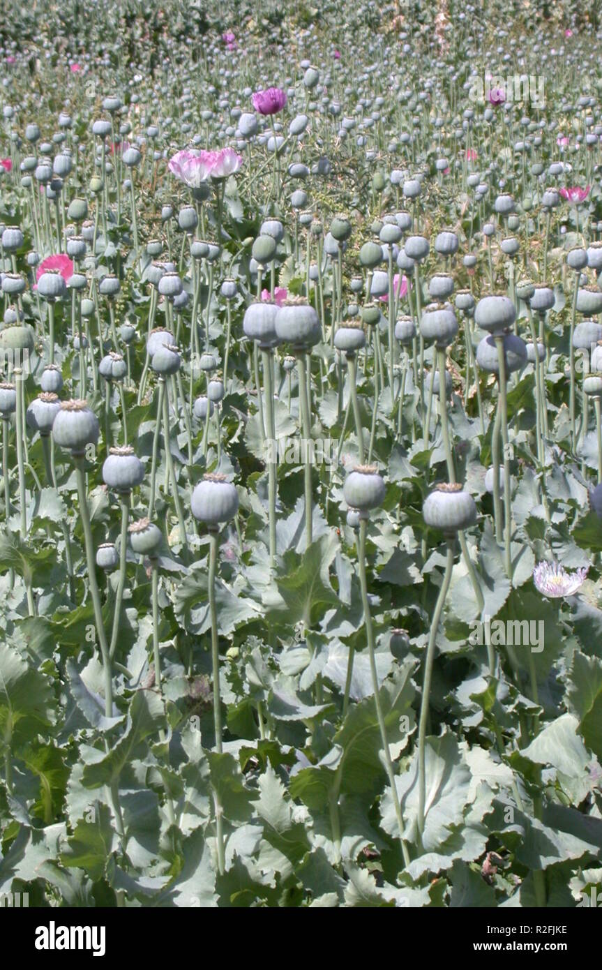 Opium heroin afghanistan hi-res stock photography and images - Alamy