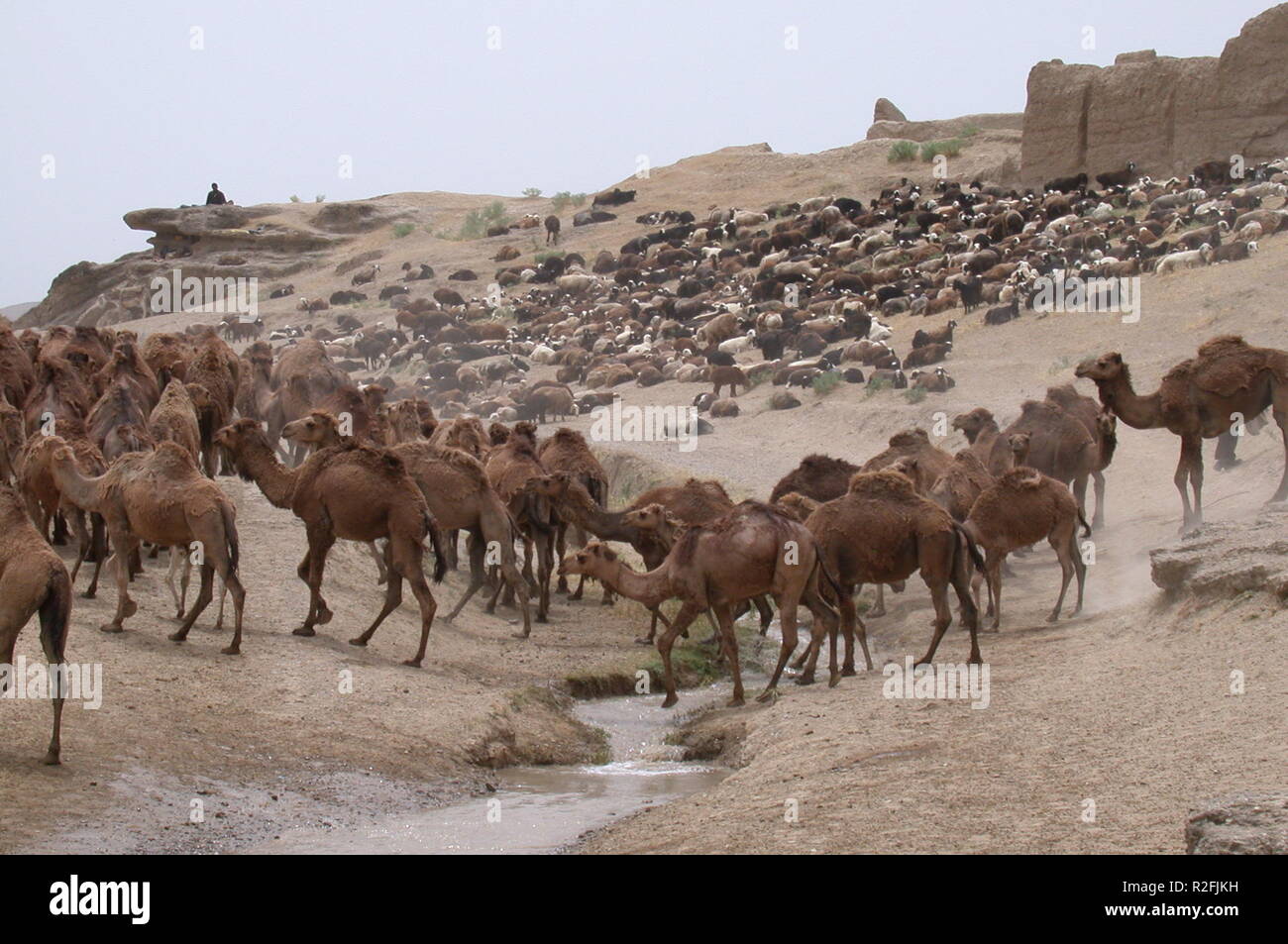 camels and sheep Stock Photo - Alamy