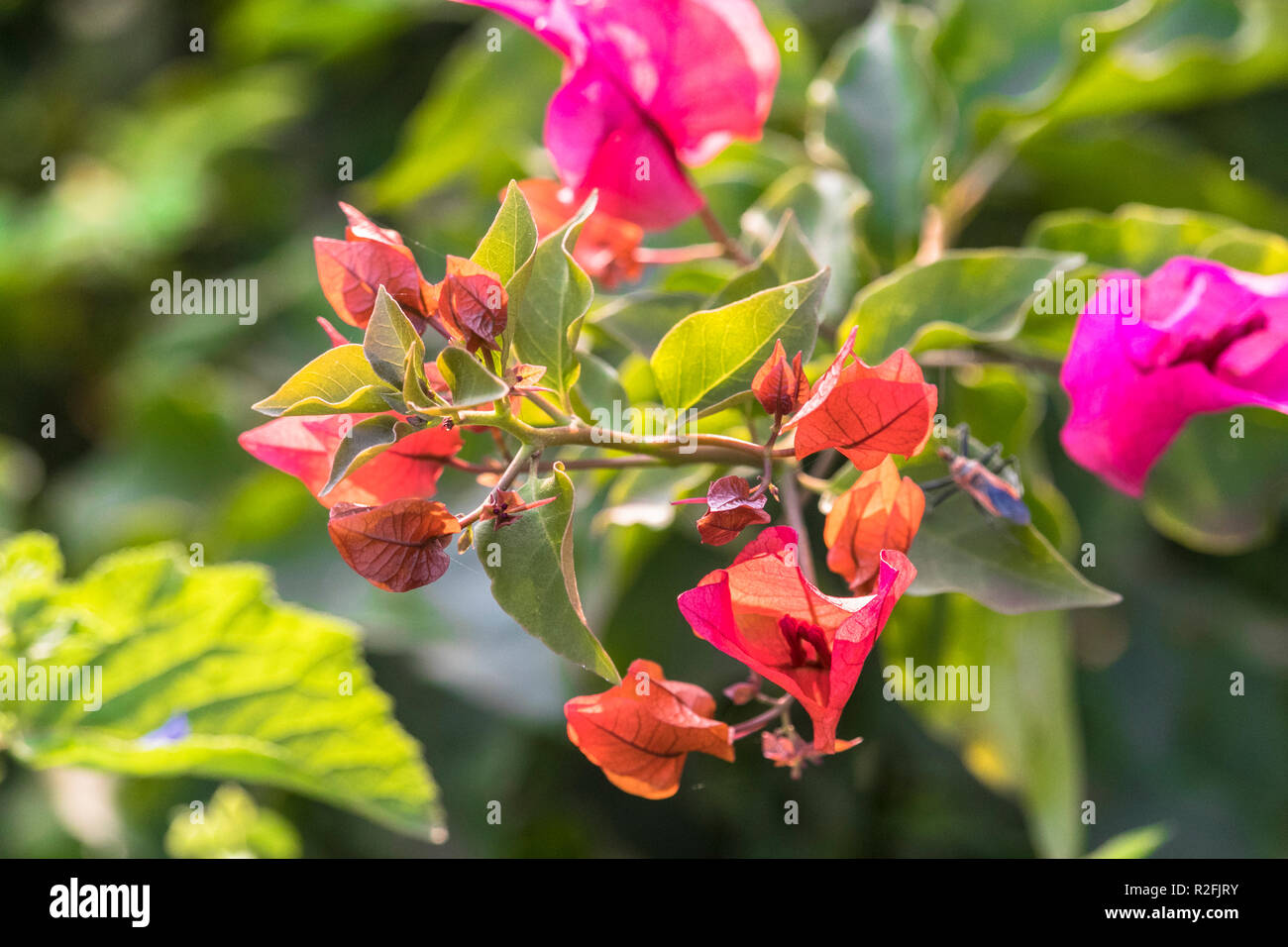 Naturally grown flowers and plants in garden Stock Photo - Alamy