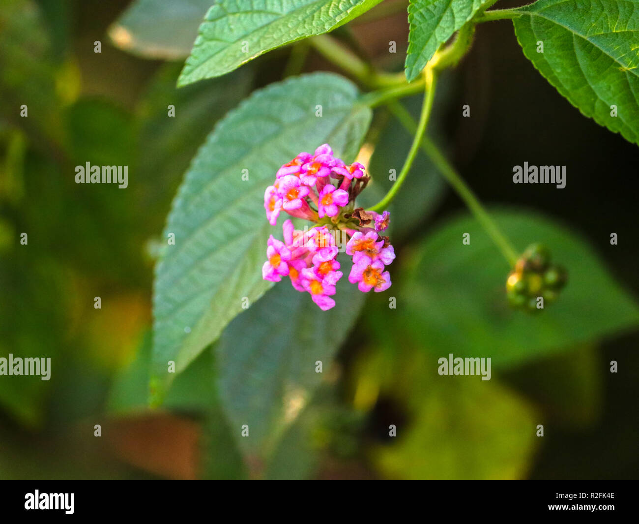 A typical view of flowers for wishes.Naturally grown flowers in garden ...