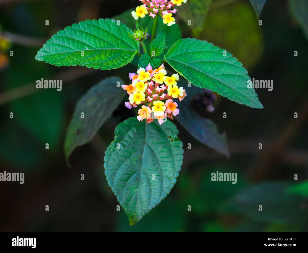 A view of naturally grown flowers and leaves in a garden Stock Photo ...