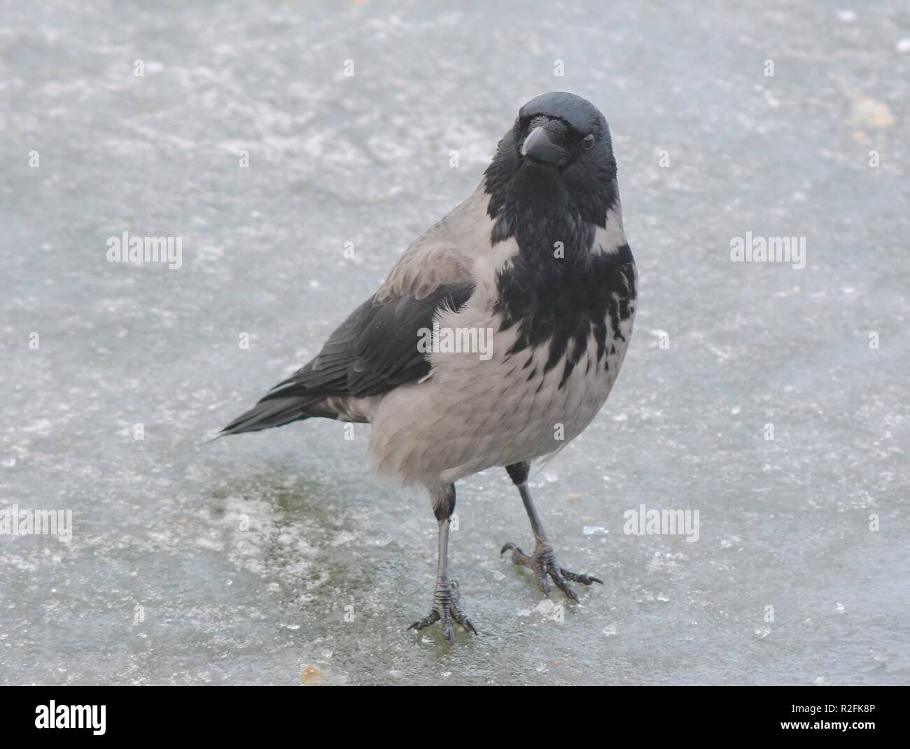 Ice ballet hi-res stock photography and images - Alamy