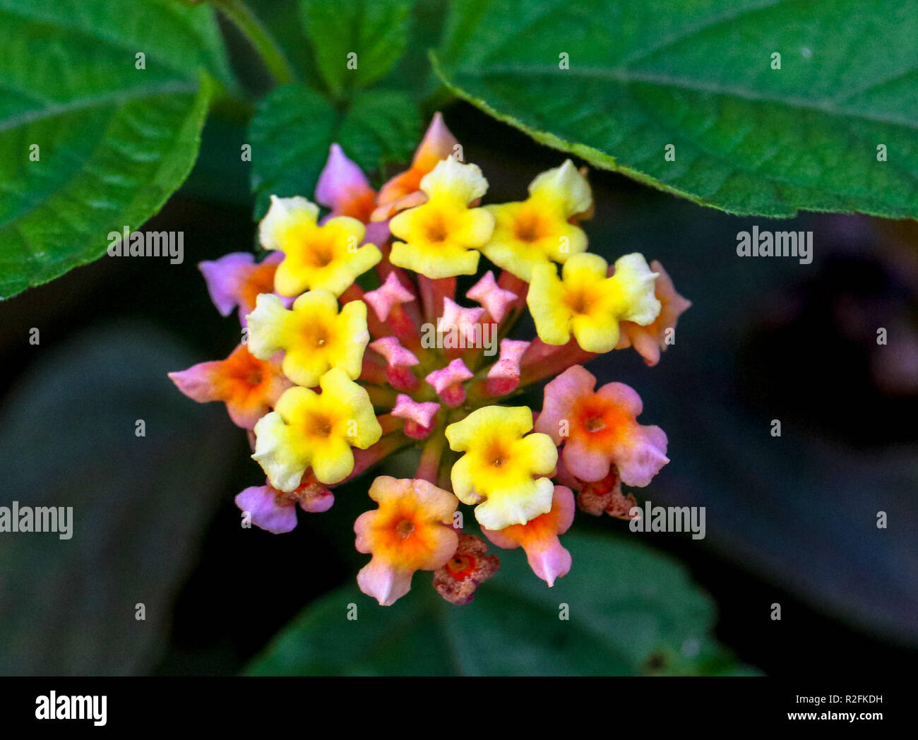 Greeting with flowers hi-res stock photography and images - Alamy