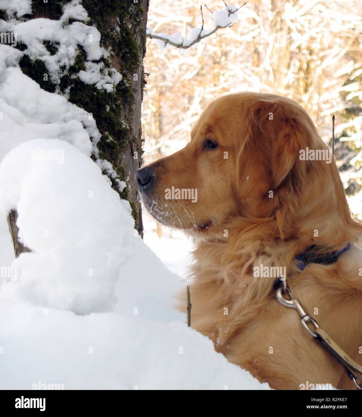 felix van burik Stock Photo - Alamy