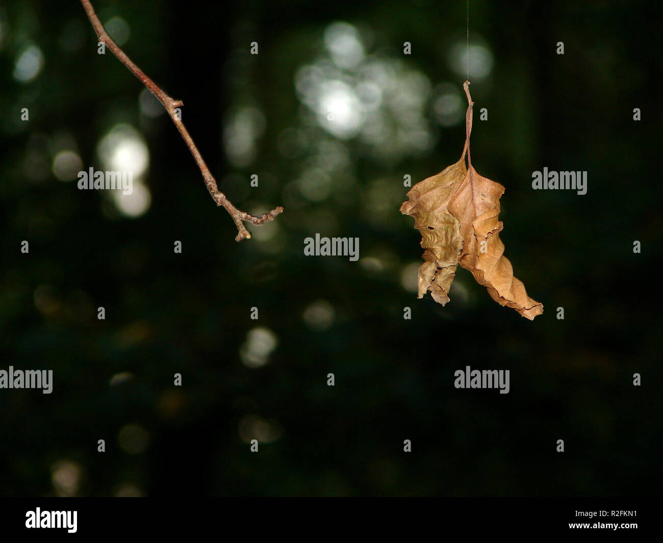 hanging by a thread Stock Photo - Alamy