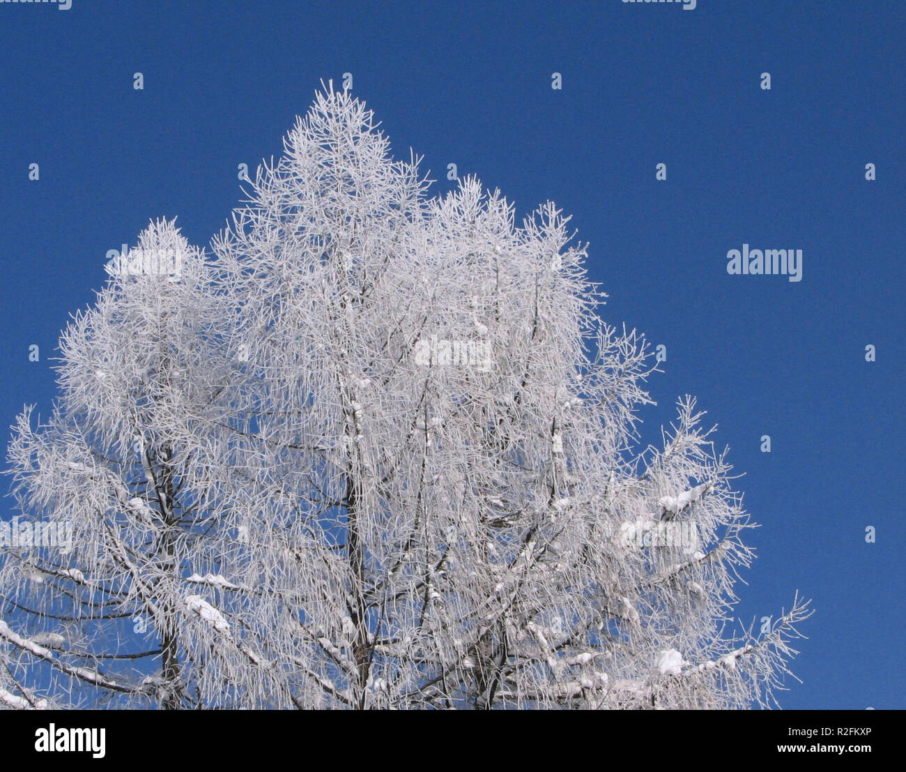 Frost tips hi-res stock photography and images - Alamy
