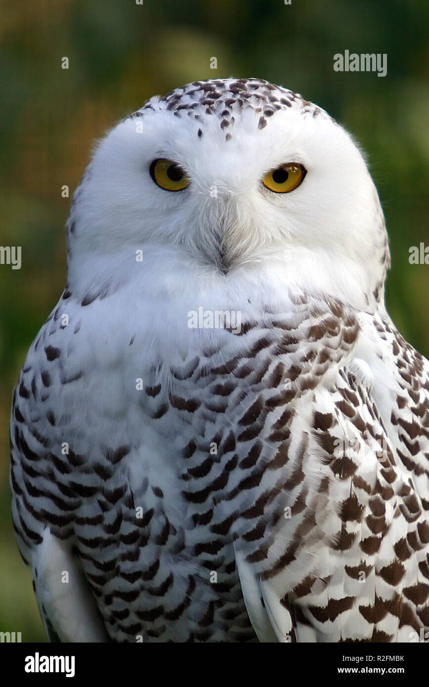 Barn owls snow hi-res stock photography and images - Alamy